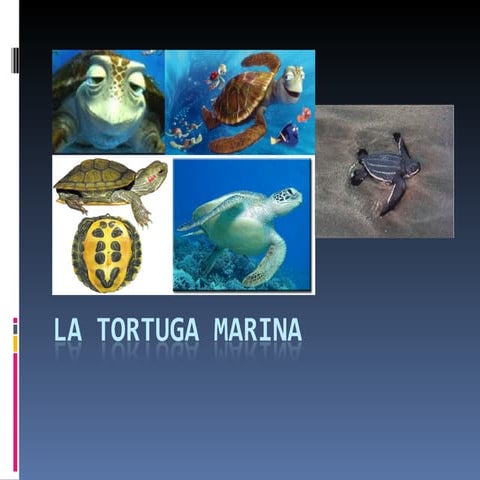 Proyecto tortugas 3/4 años | PPT