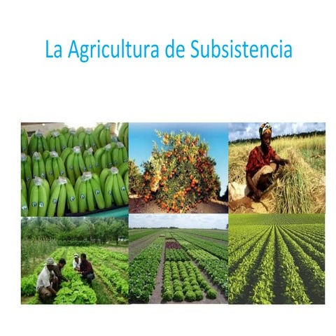Ejemplos De Agricultura De Subsistencia Agricultura De Subsistencia