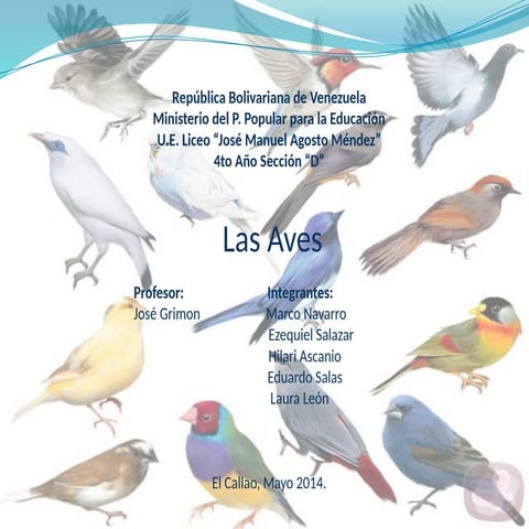 Las aves diapositiva yinson | PPTX