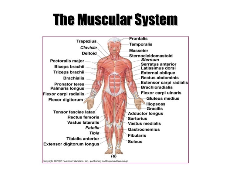 Lab Anatomy Of Muscular System lab-anatomy-of-muscular-system