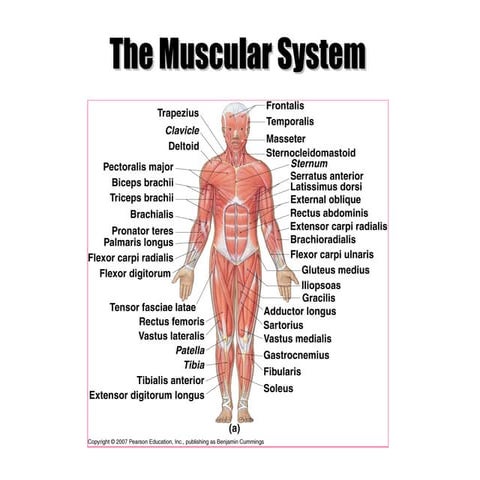 Lab Anatomy of Muscular System | PPT