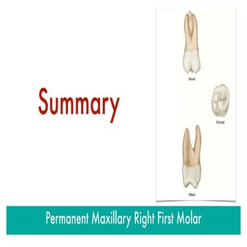 10 drawing of-posterior_teeth_-practical_-_4 | PDF