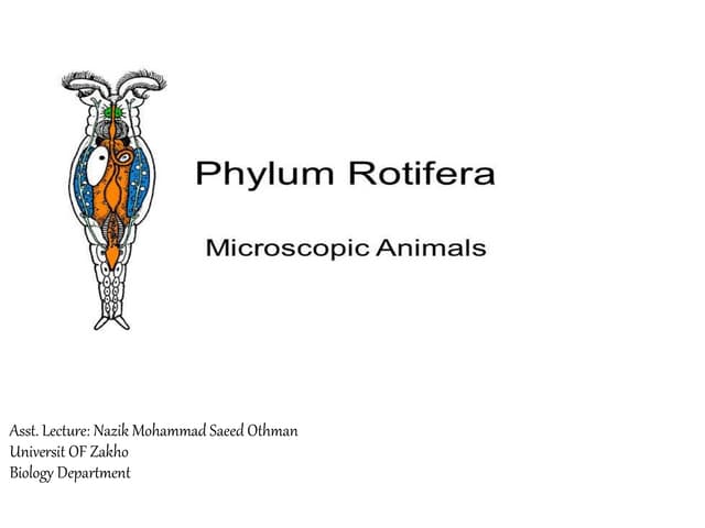 Rotifers | PPT