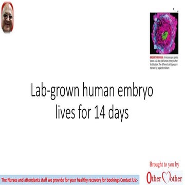 Lab grown human embryo lives for 14 days | PPTX