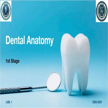 Dental Anatomy | Lab 1 | PDF