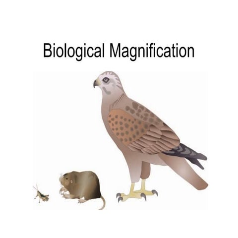 Lab 12 Biological Magnification Fall 2014 Ppt