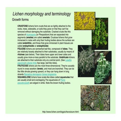 “Lichens of North America” | PDF