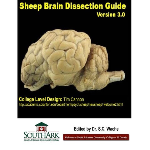 Sheep brain dissection and label | PPTX