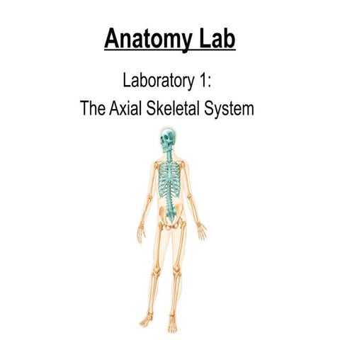 Comprehensive Anatomy Lab 1: Axial Skeletal System and Osteon ...