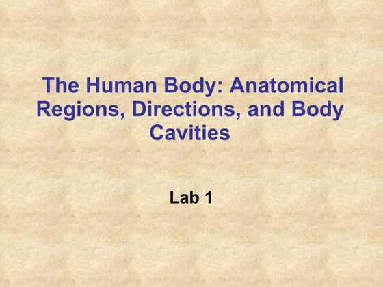 Introduction to Human Anatomy | PPTX | Lung and Respiratory Health ...