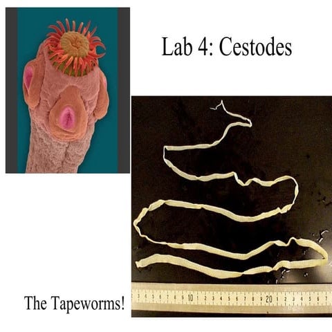 parasitology lab notes | PPT