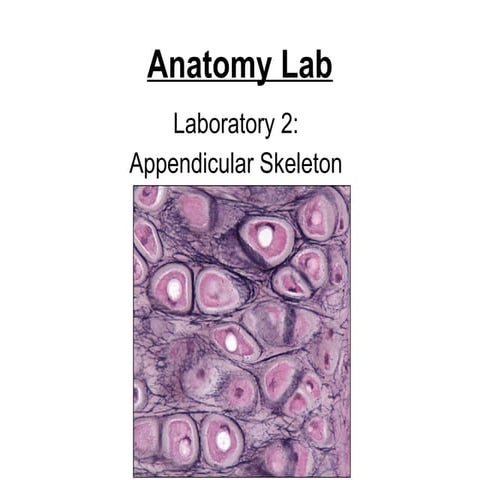 Comprehensive Anatomy Lab: Detailed Study of the Appendicular Skeleton ...