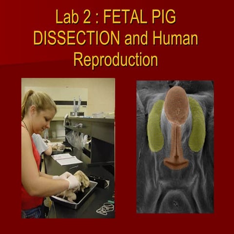 Lab2 Fetal Pig Dissection, Human sexuality | PPT | Pregnancy ...