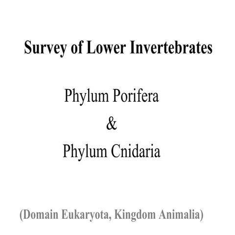 Lab 3 & 4 porifera & cnidaria | PPT