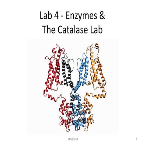 Lab 4 enzymes and the catalase lab fall 2014 | PPTX