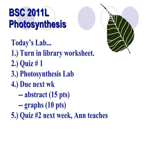 Lab 4 Photosynthesis | PPT