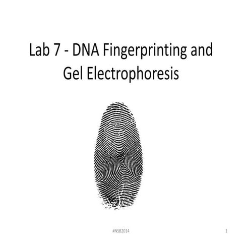 Lab 7 dna fingerprinting and gel electrophoresis fall 2014 | PPTX