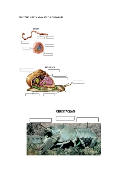 Invertebrates Classification Chart Invertebrates Chart | PPT