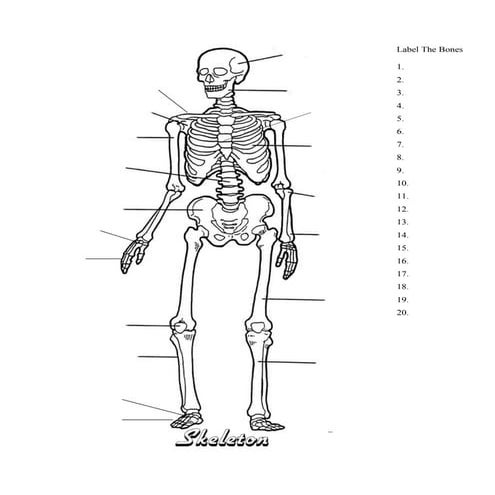 Biology - Label the bones | DOC