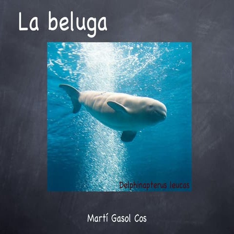 La beluga | PPT