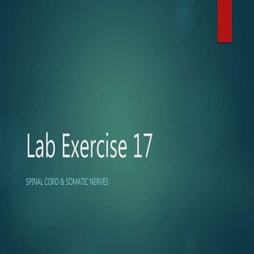 Anatomy Lab Exercise 17 Ppt 