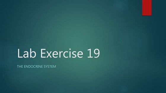 Endocrine system suffixes | PPT