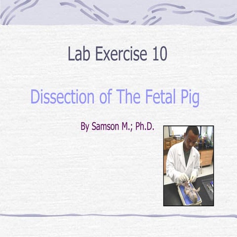 Fetal Pig Dissection 2024 For Honors Biology | PPT