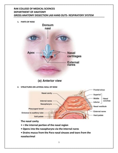 lungs anatomy | PPT