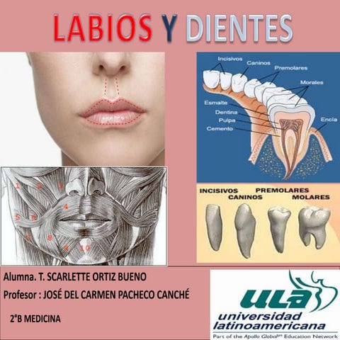 Anatomía Del Labio Tubérculo ANATOMIA DE LOS LABIOS Y DE LA REGION
