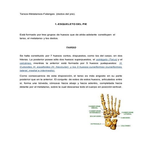 4.1 PODOLOGIA - MODULO I - ANATOMIA Y FISIOLOGIA DEL PIE.pdf