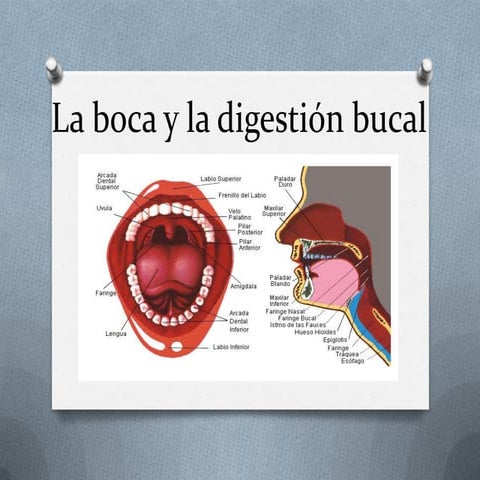 La boca y la digestión bucal | PPTX