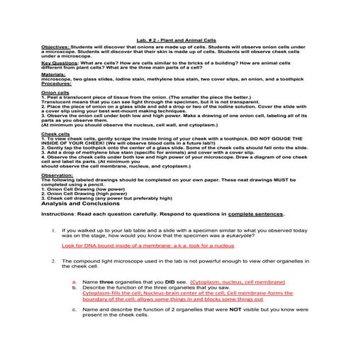 Labonionanswersheet | DOCX