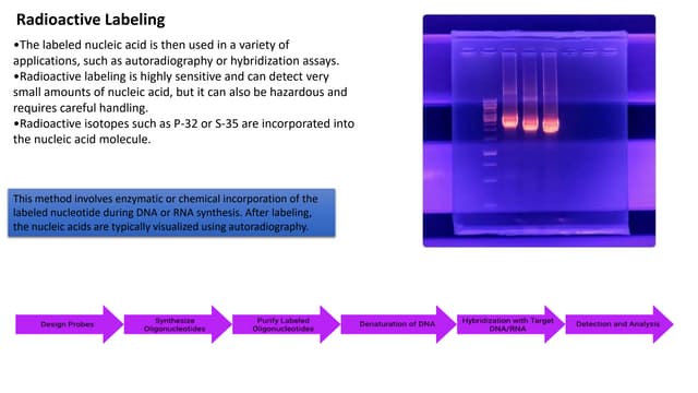 Radioactive and Non- radioactive probes | PPTX | Genetics | Science