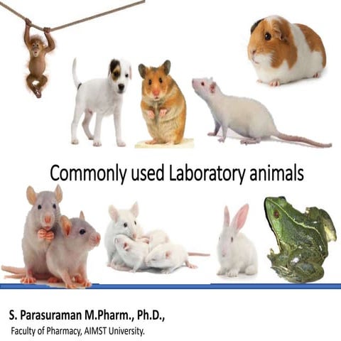 Laboratory animals | PPTX