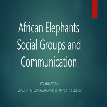 African Bush Elephant | PPTX