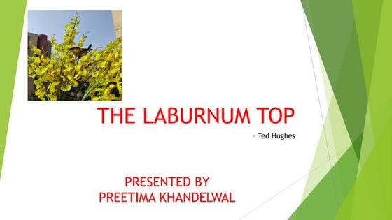 The laburnum top | PPT
