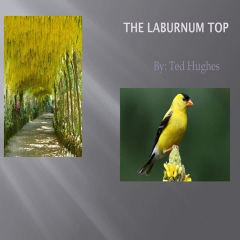 Laburnumhjgfhgjvkgh Top PPT.pptxjhkvjhjhkvjhkvh | PPTX