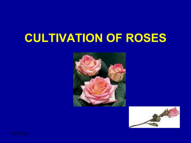 Rose | PPT