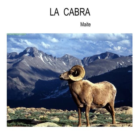 La cabra | PPT