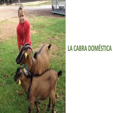 La cabra | PPTX
