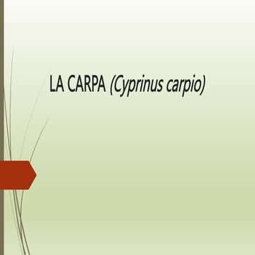 LA CARPA (Cyprinus carpio).pptx
