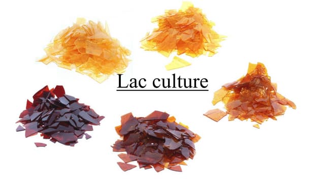 sericulture-culture of silk worms for silk | PPT