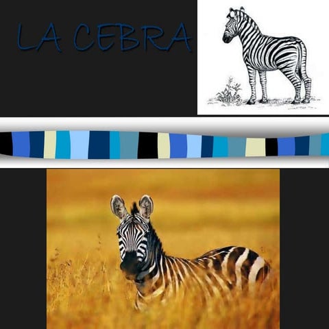 La cebra rayada | PPT