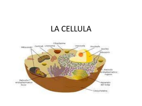La cellula prova slideshare | PPTX