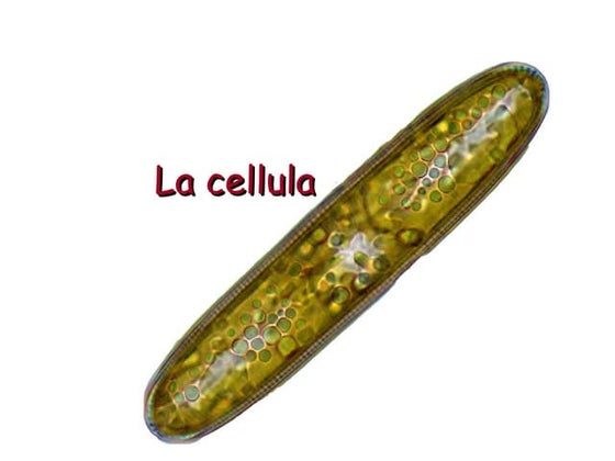 CELLULA I A | PDF