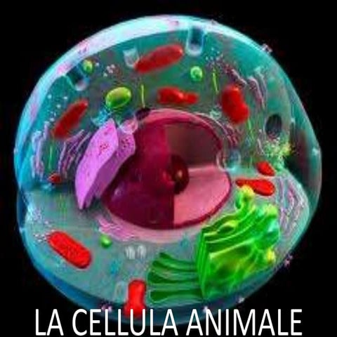 La cellula animale | PPT