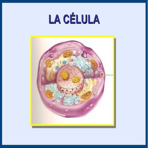 CELULA EUCARIOTA.pptx