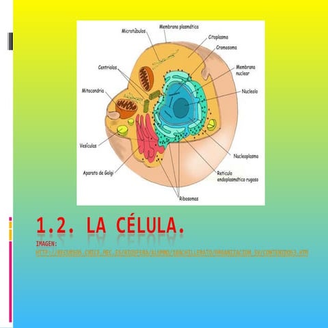 Anatomía De Una Célula Humana 𝐋𝐚
