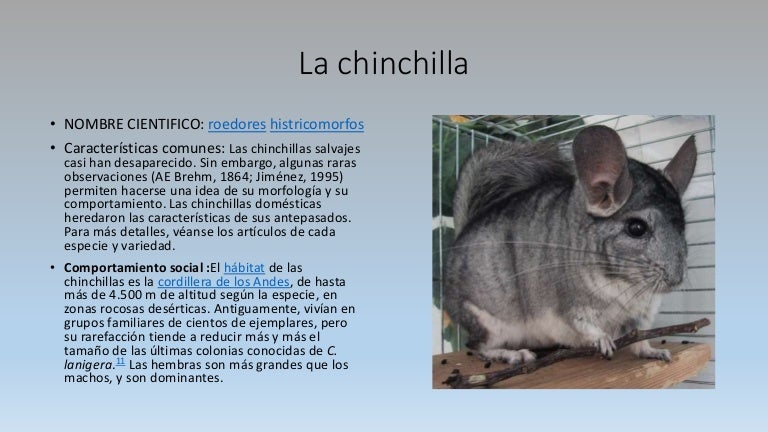 La chinchilla