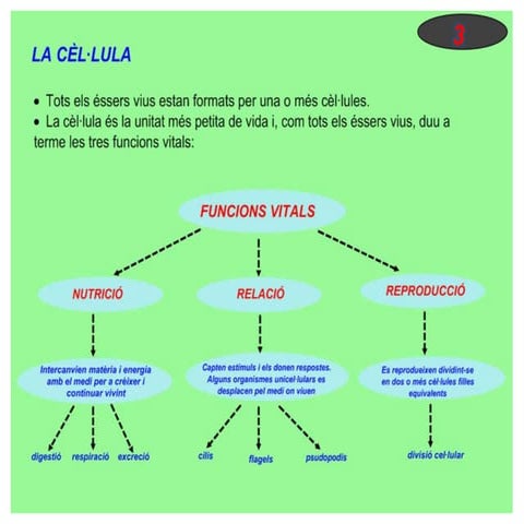 La cèl·lula | PPSX